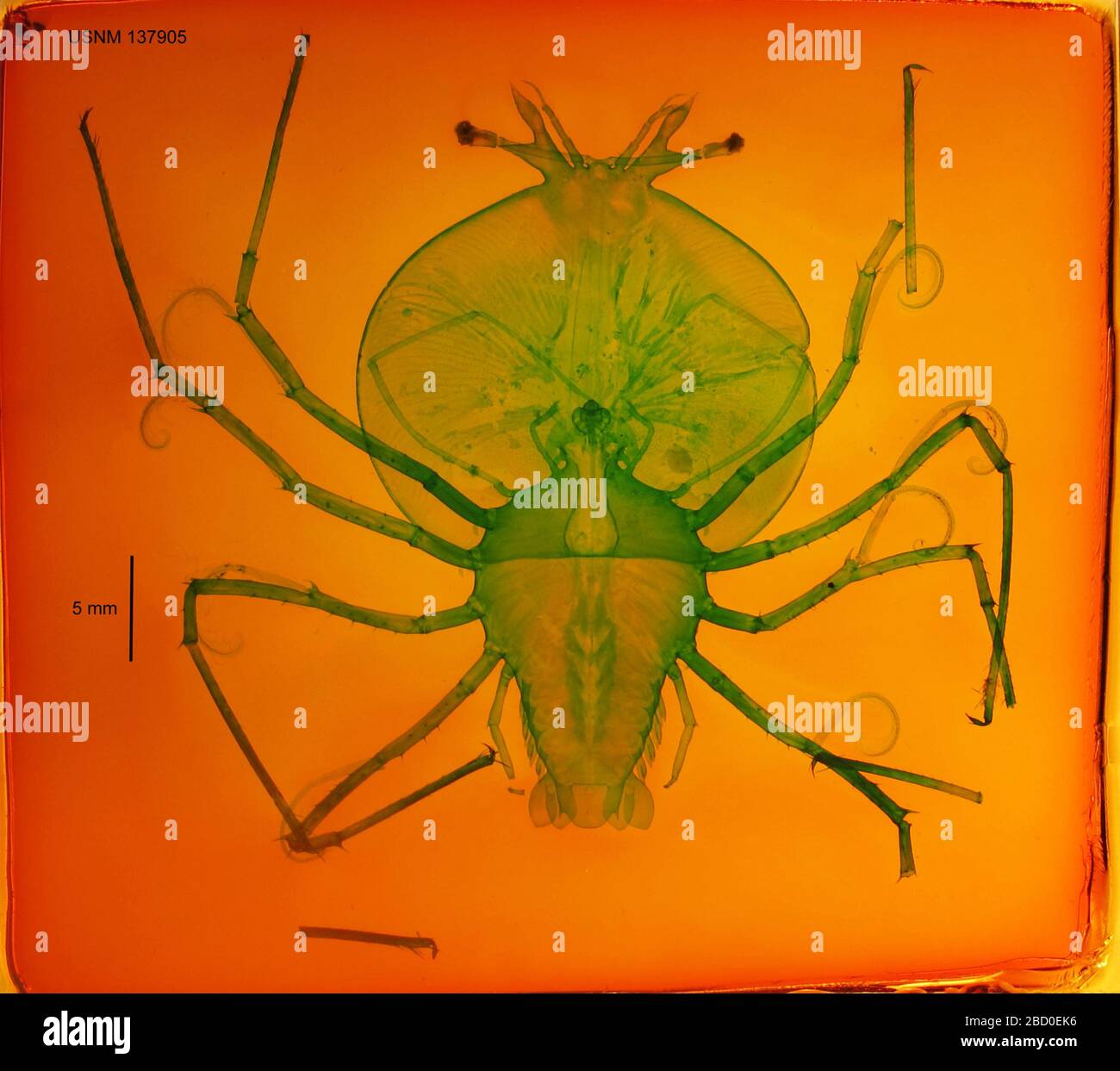 Scyllarus sp. Scripps Institution of Oceanography library archives ...