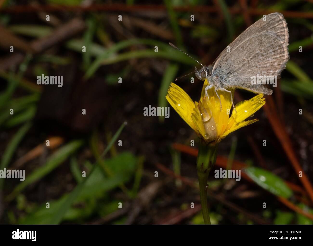 Rain forest moth hi-res stock photography and images - Alamy