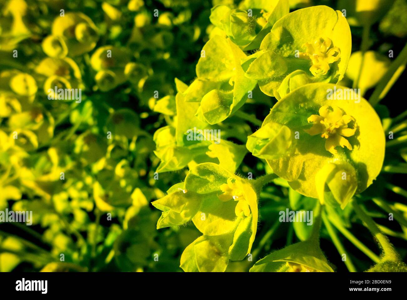 Common yellow flowers in the spring Stock Photo - Alamy