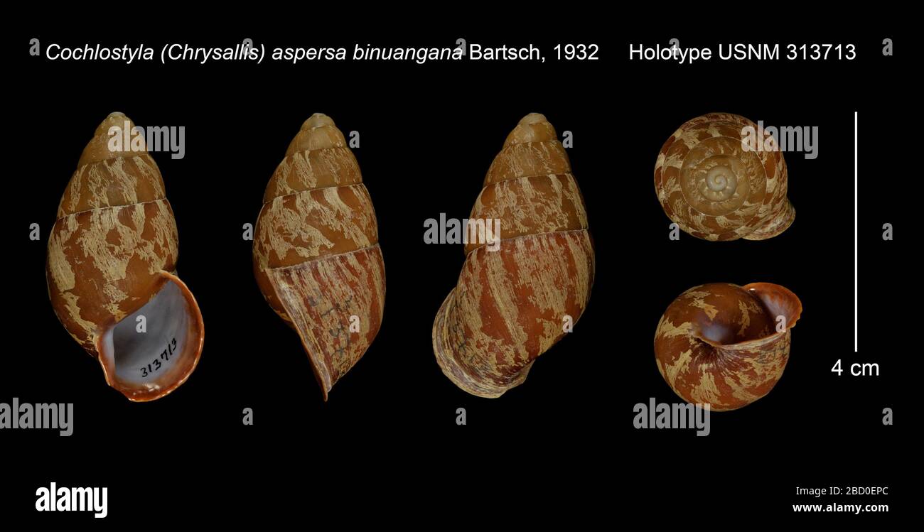 Cochlostyla Chrysallis aspersa binuangana. 20 Jan 20161 Cochlostyla ...