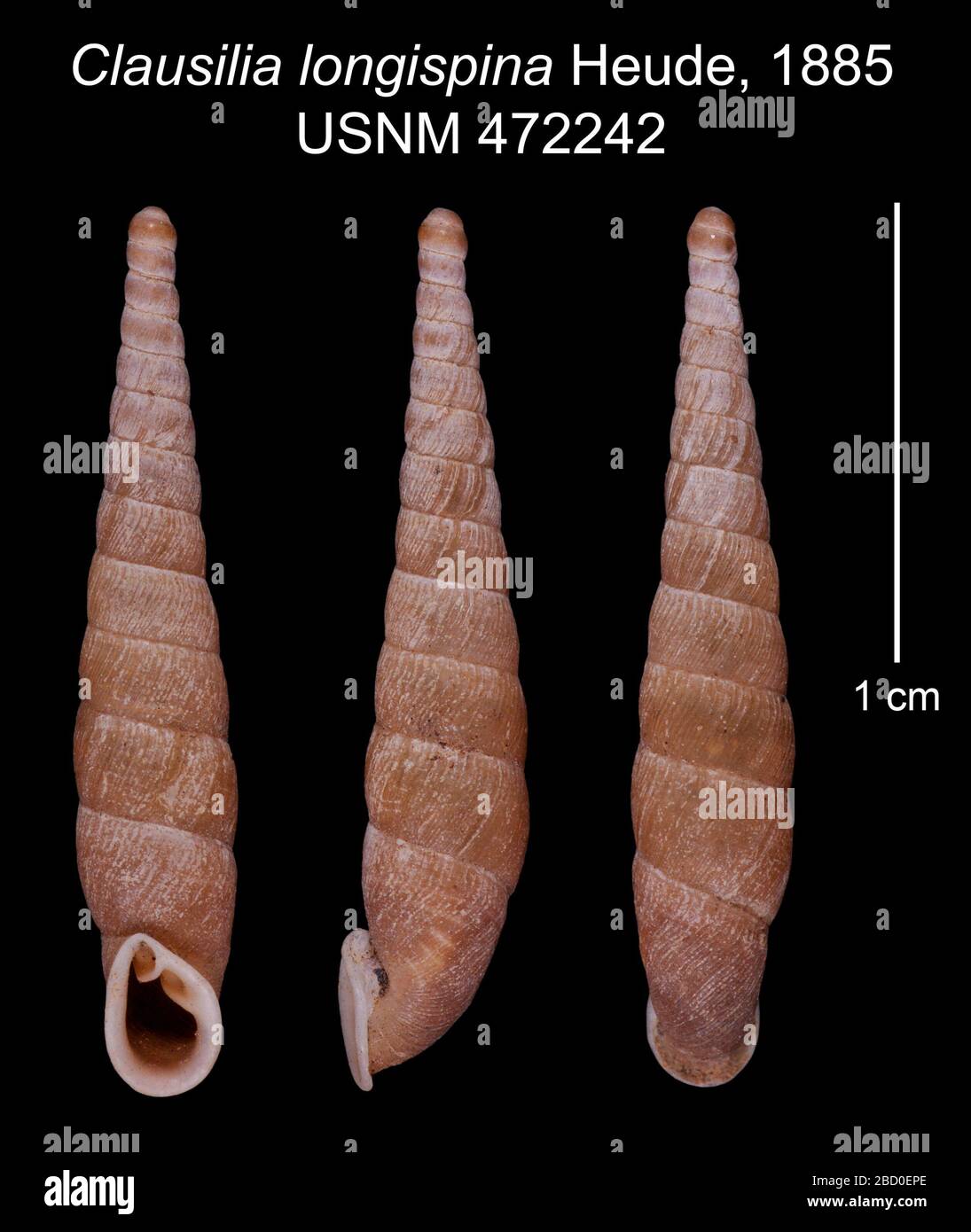 Longispina hi-res stock photography and images - Alamy