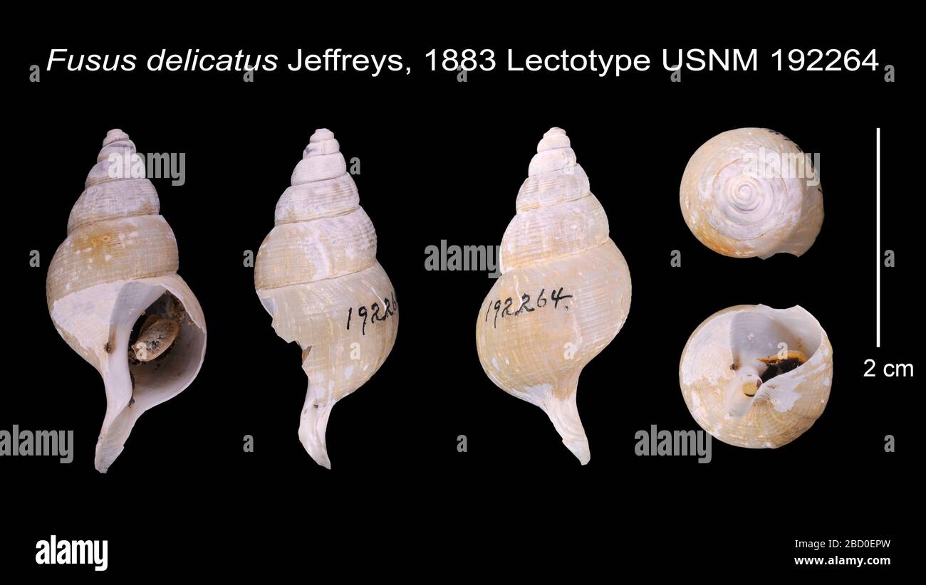 Delicatus hi-res stock photography and images - Alamy