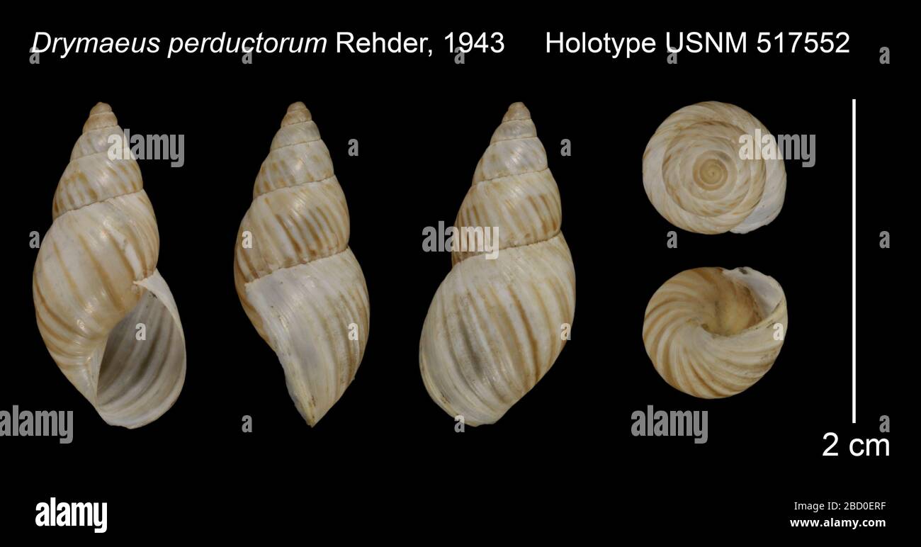Drymaeus perductorum. 20 Jan 20161 Drymaeus perductorum Stock Photo - Alamy