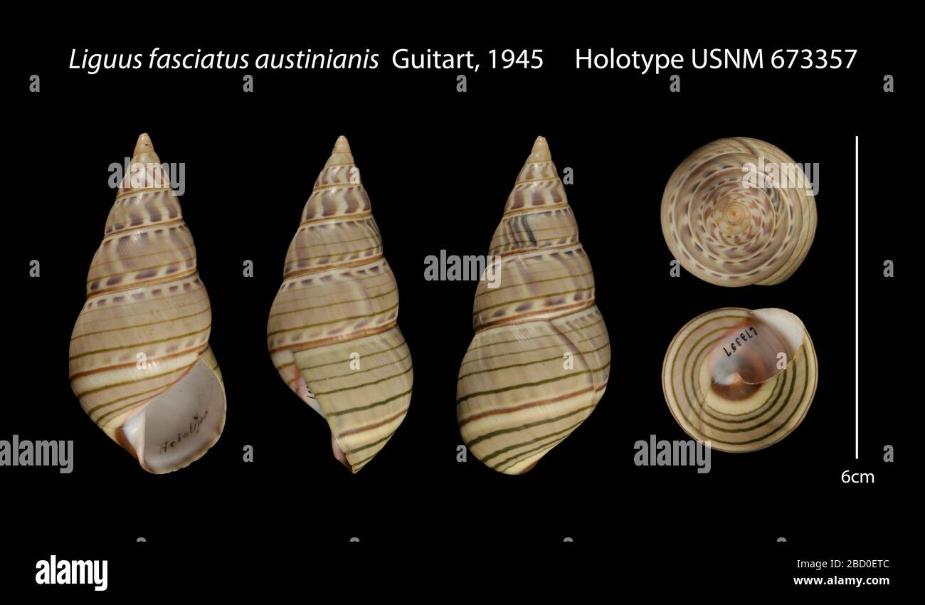 Liguus Fasciatus High Resolution Stock Photography and Images - Alamy