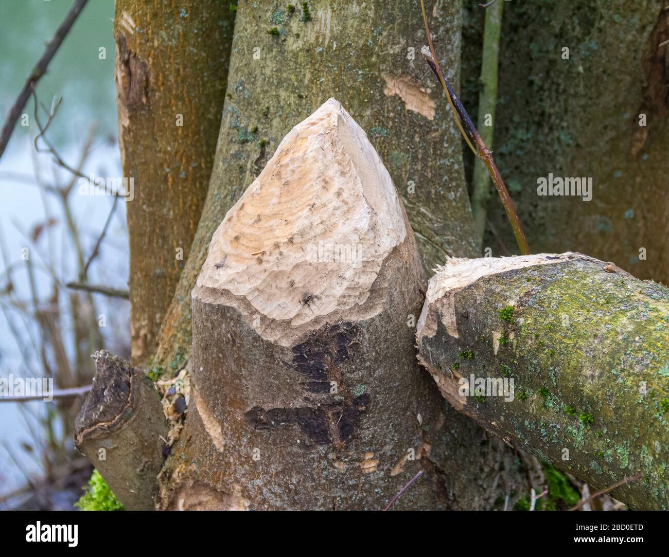 Beaver gnawed tree hi-res stock photography and images - Alamy