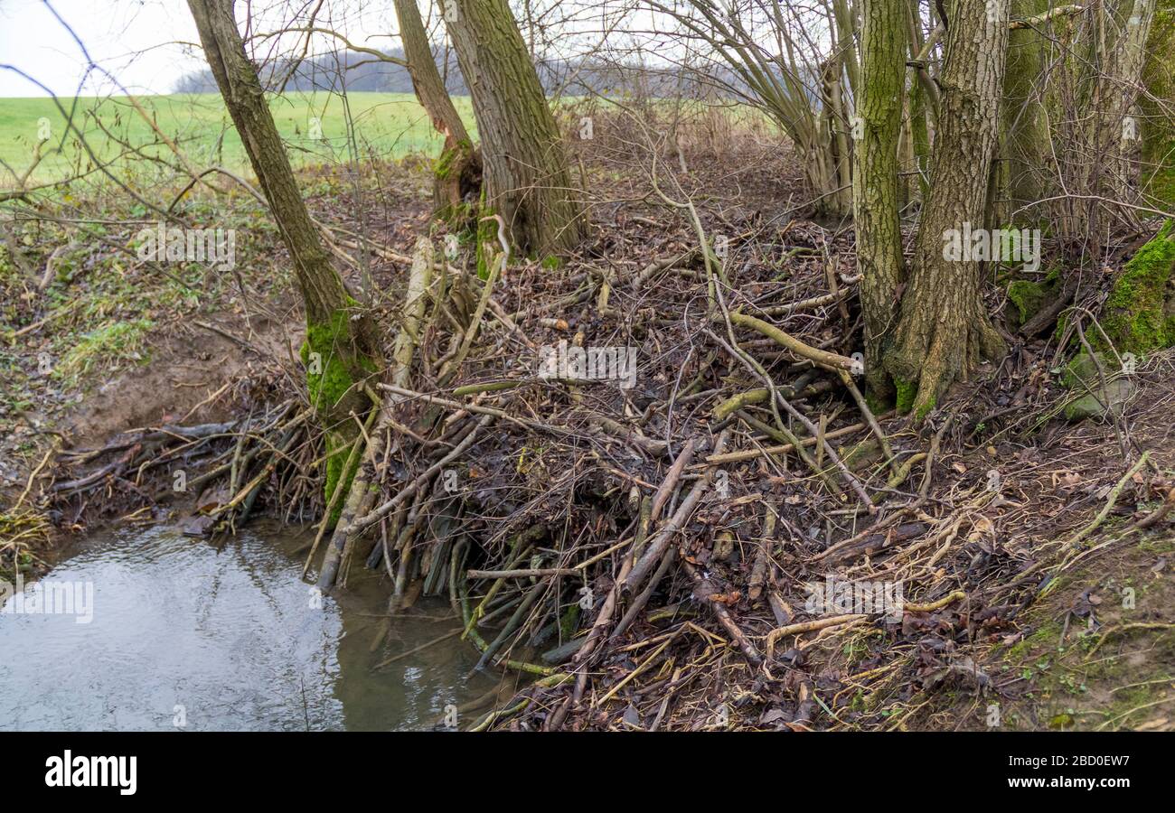 wetland scenery including a beaver dam made by castors seen in Southern ...