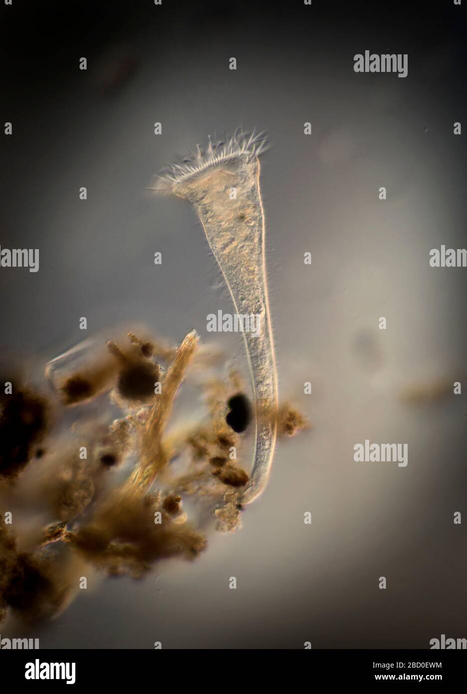 Stentor protozoan micrograph hi-res stock photography and images - Alamy