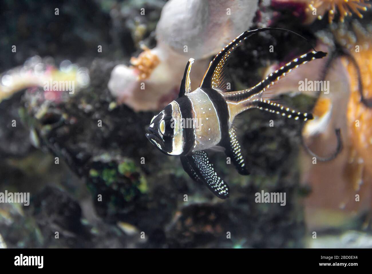 Banggai cardinalfish hi-res stock photography and images - Alamy