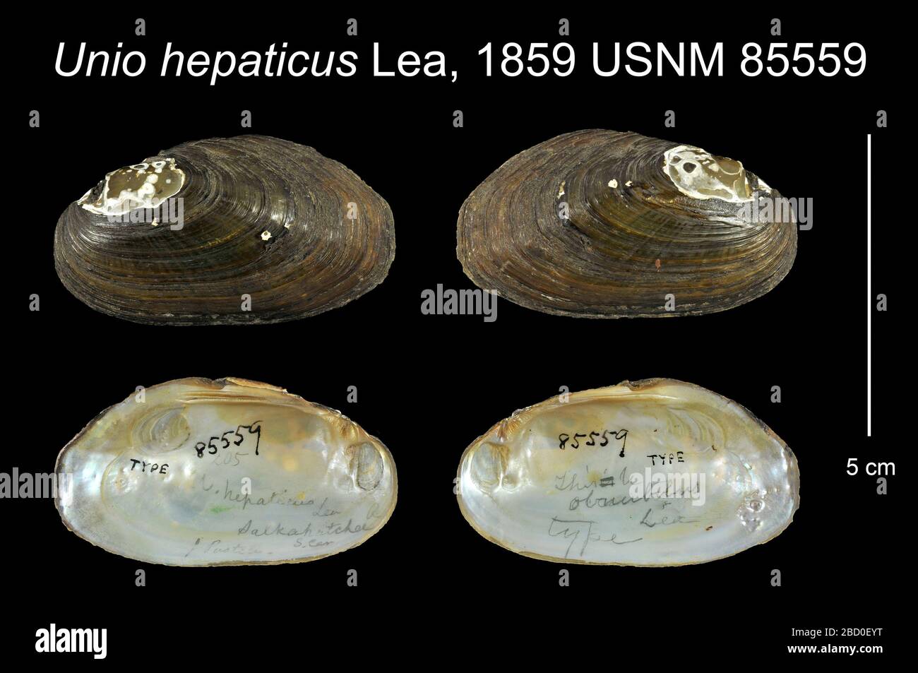 Hepaticus High Resolution Stock Photography and Images - Alamy