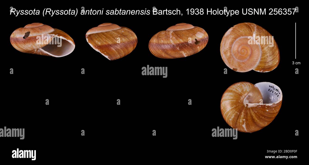 Ryssota Ryssota antoni sabtanensis. 20 Mar 201752251 Ryssota Ryssota ...