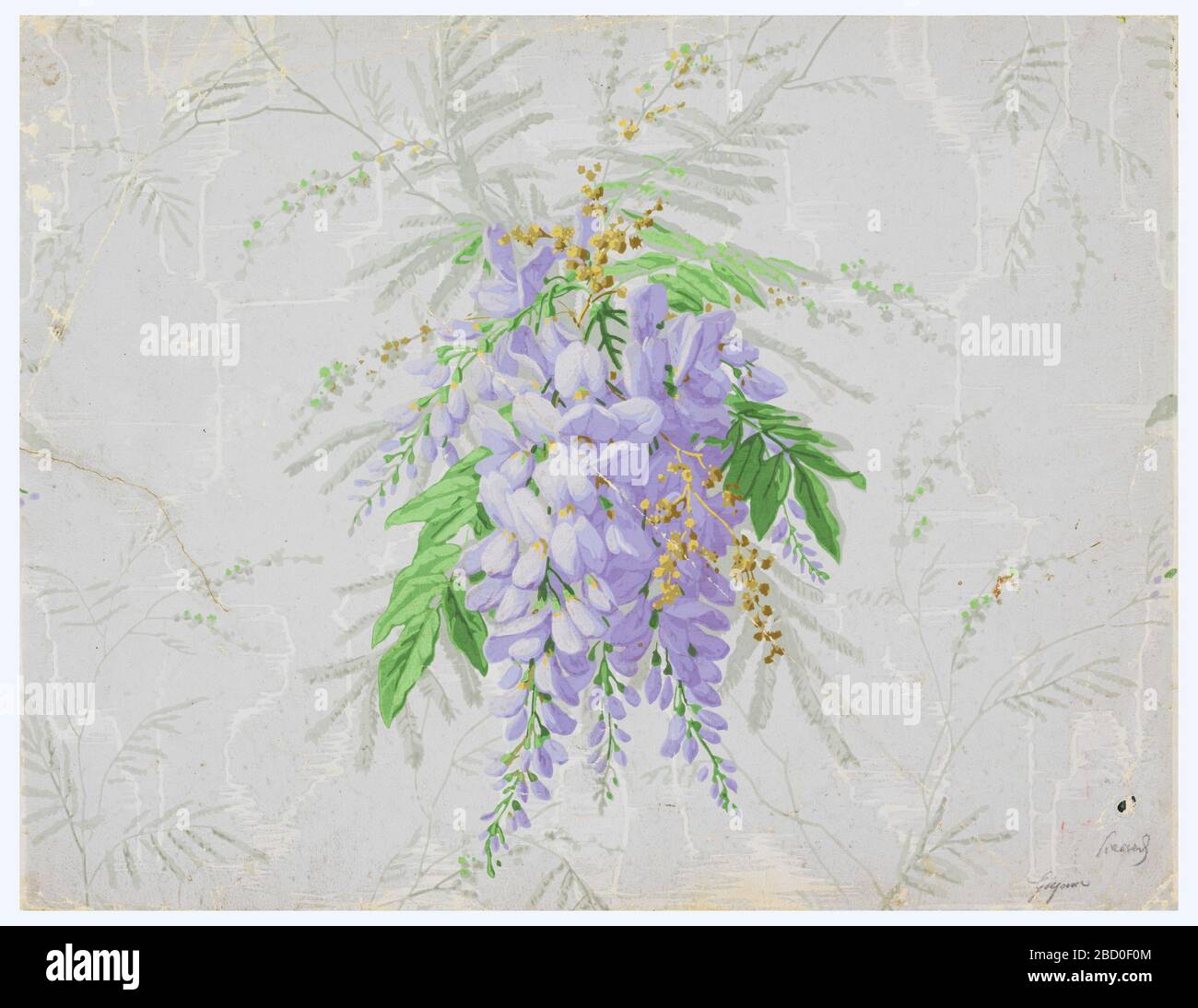 Sidewall fragment. Research in ProgressWisteria blossom with foliage is ...