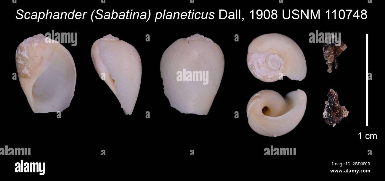 Planeticus hi-res stock photography and images - Alamy