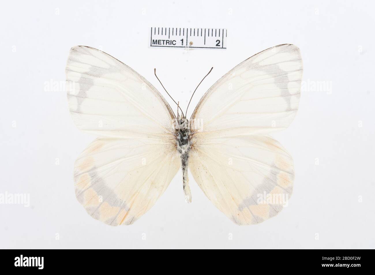 Delias candida hi-res stock photography and images - Alamy