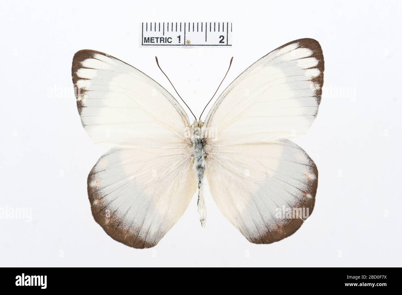 Isse hi-res stock photography and images - Alamy