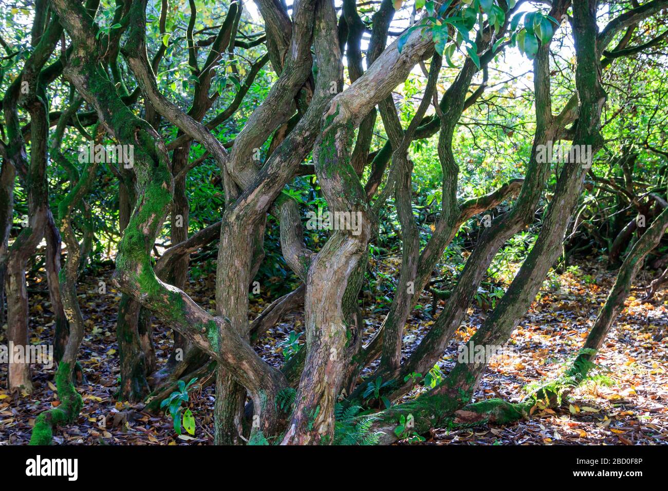 Rhododendron tree hi-res stock photography and images - Alamy