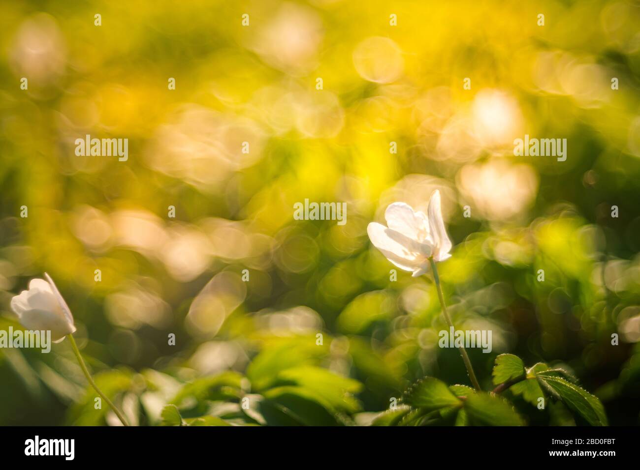 Macro photography of beautiful blooming anemone flowers - sign of ...