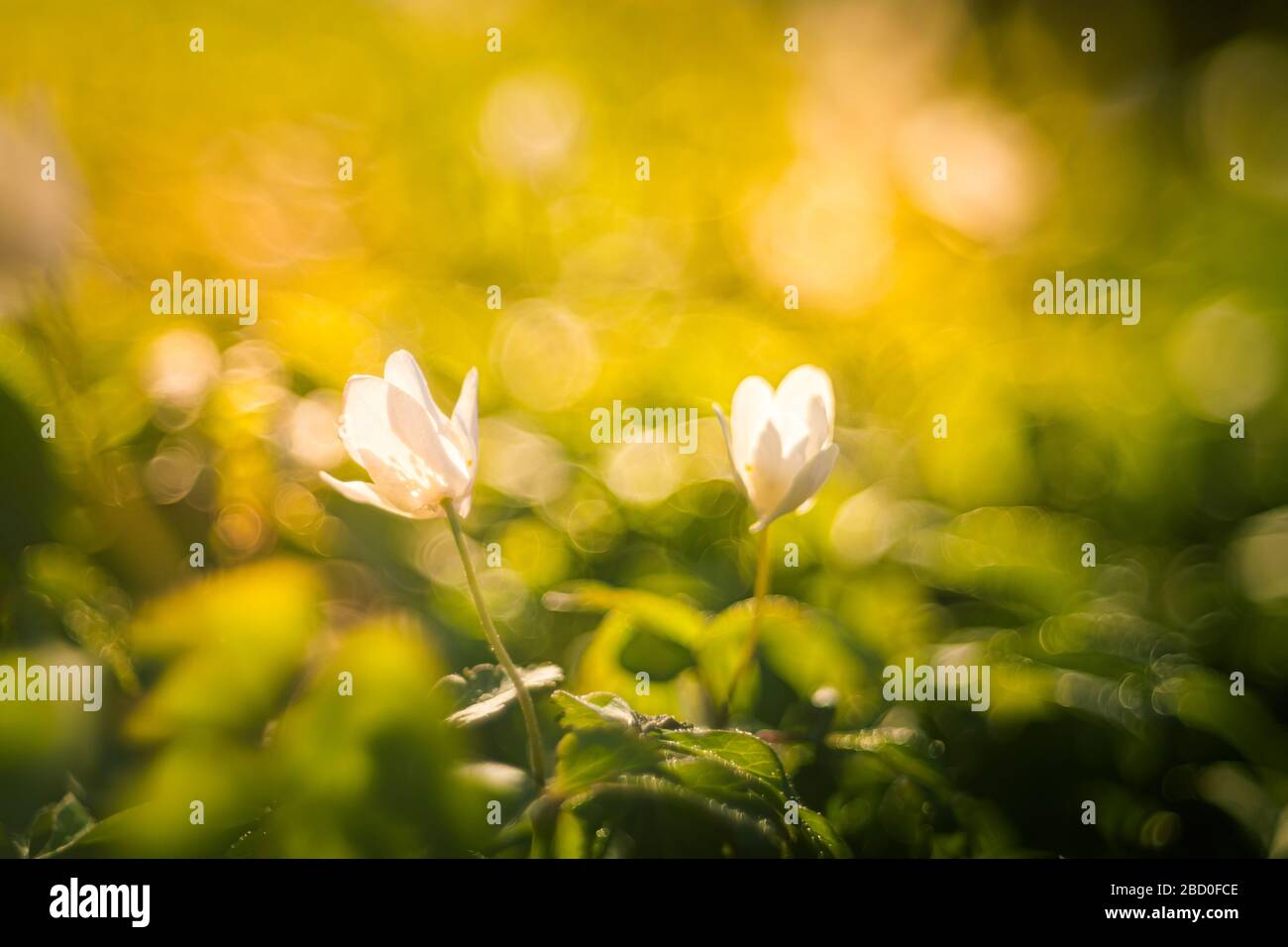 Macro photography of beautiful blooming anemone flowers - sign of ...
