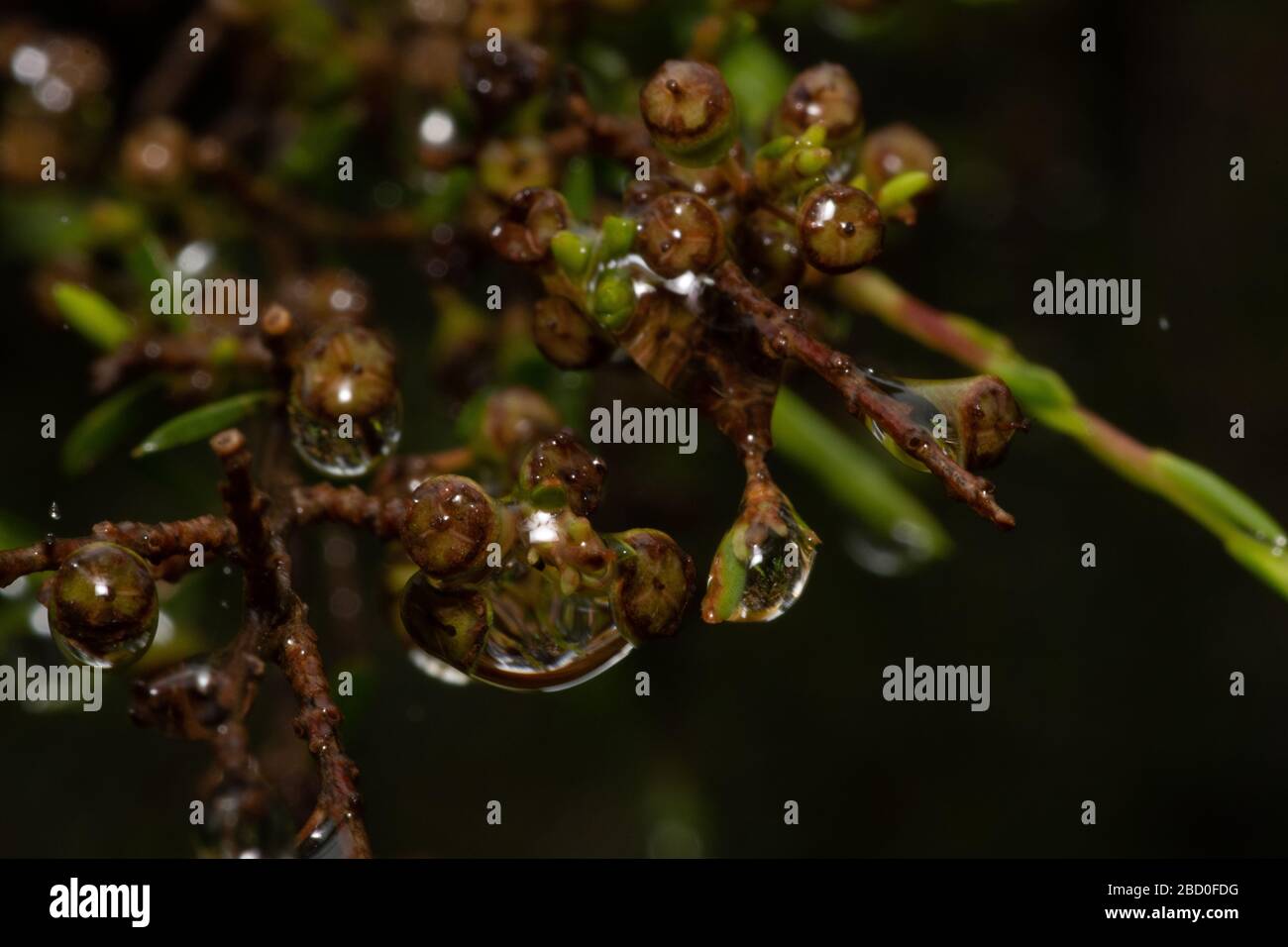 Water droplet on tea tree after rain Stock Photo - Alamy