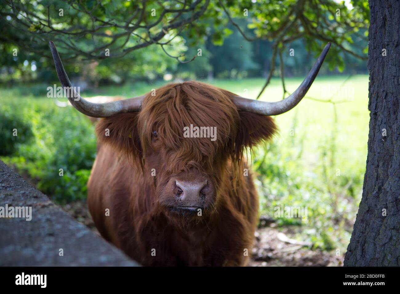 Beautiful portrait of Highlander Cow - Scotland UK Stock Photo - Alamy