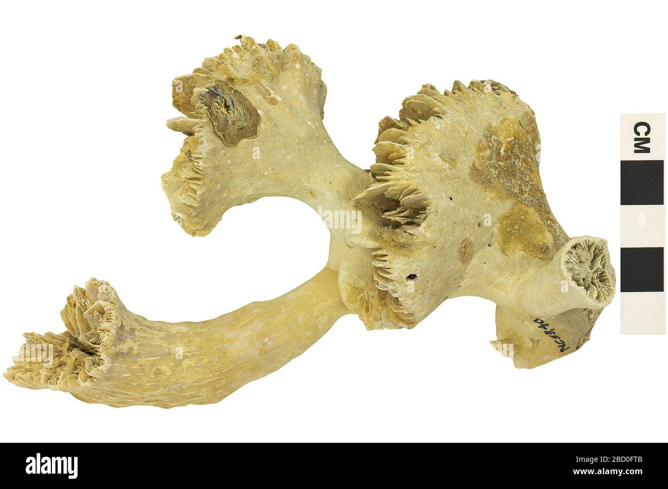 Diversity of coral ecosystems hi-res stock photography and images - Alamy