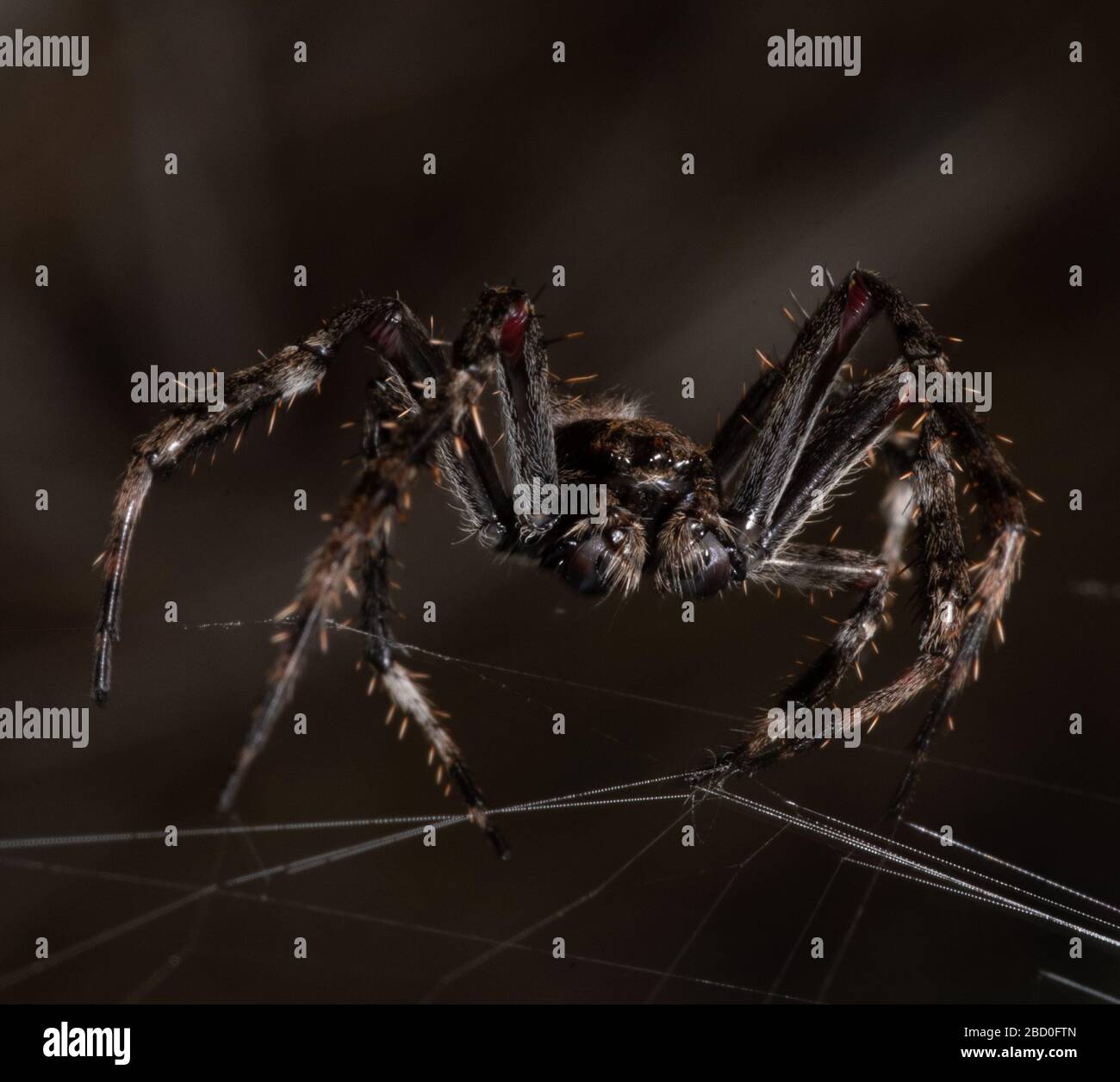 Brown orb weaver spider in web Stock Photo - Alamy