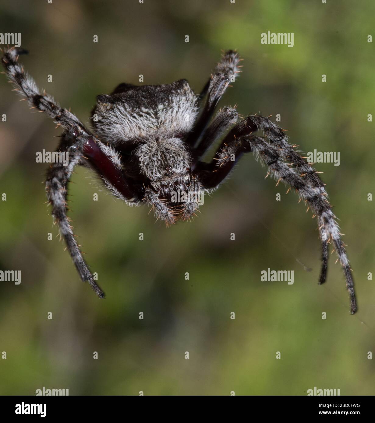 Brown orb weaver spider in web Stock Photo - Alamy