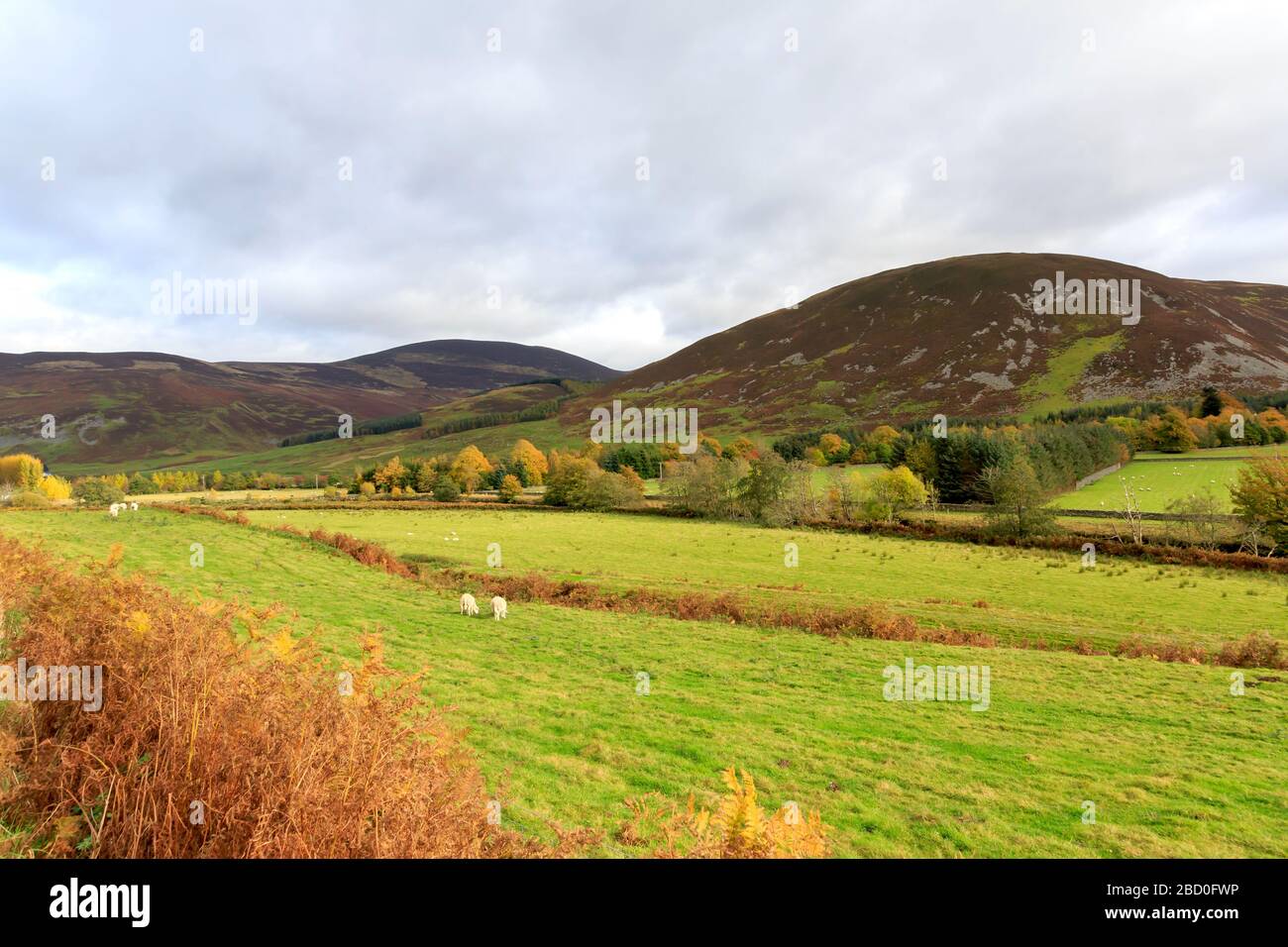 View over farm meadows and hills, Upper tweeddale Scotland Stock Photo ...