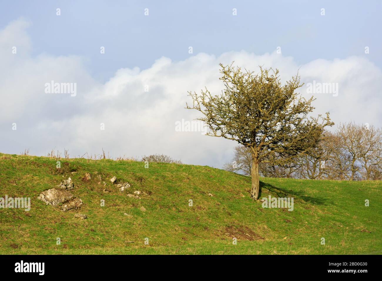 Winter thorn tree hi-res stock photography and images - Alamy