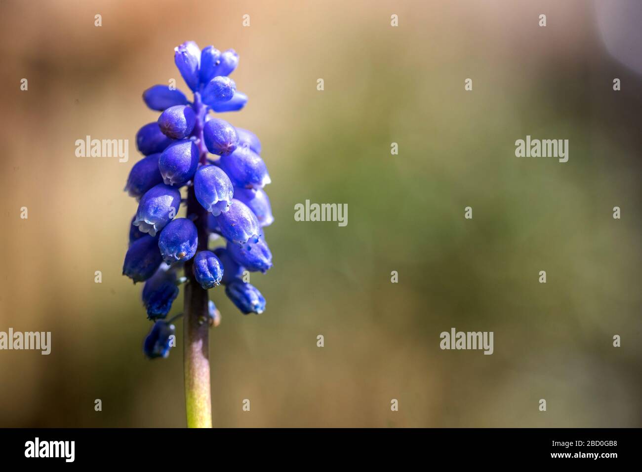 A tiny grape hyacinth Stock Photo - Alamy