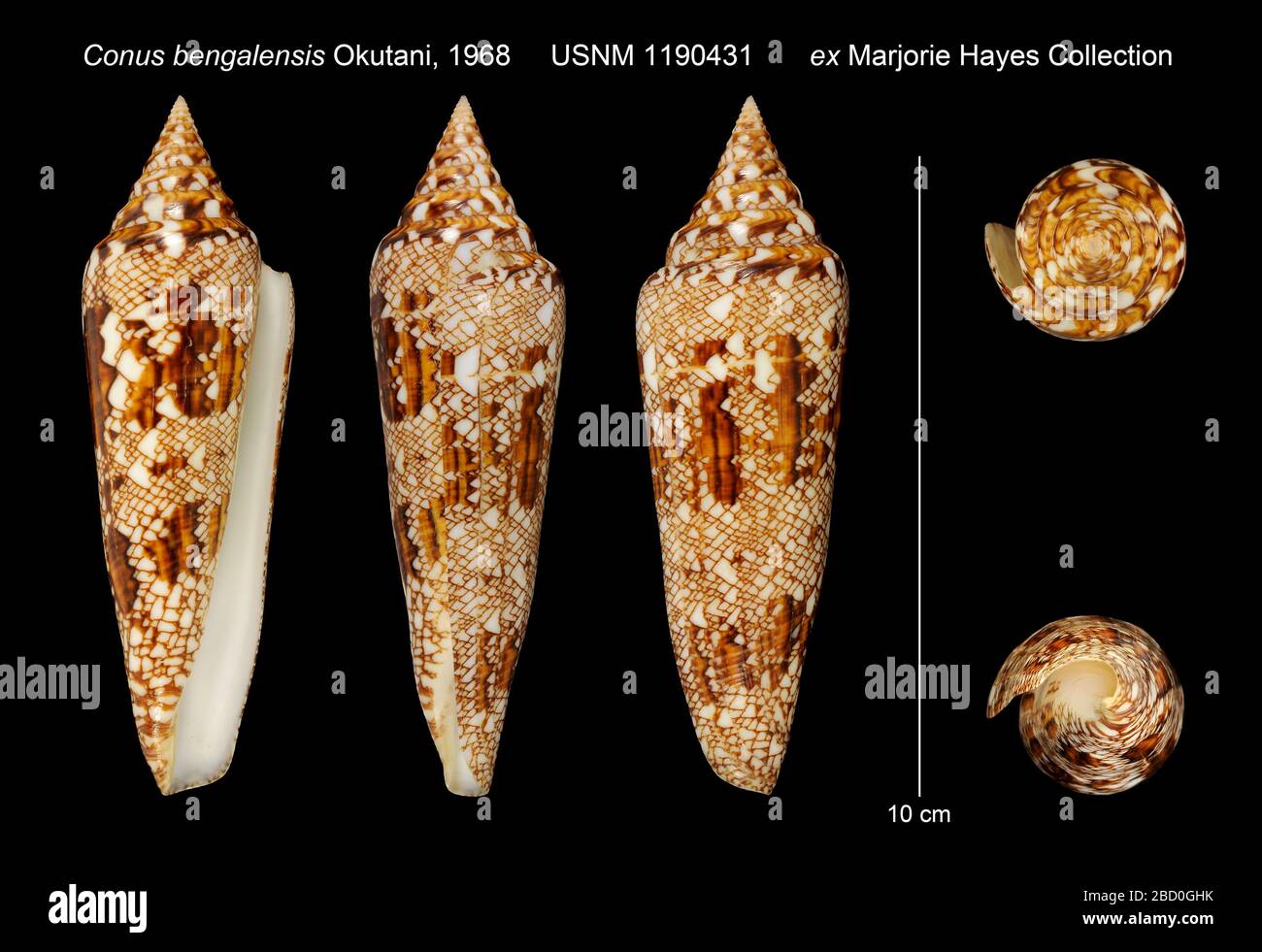 Conus bengalensis. trawl11 Feb 20201 Conus bengalensis Stock Photo - Alamy