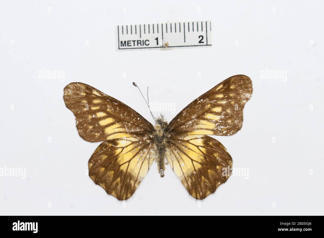 Pinava hi-res stock photography and images - Alamy