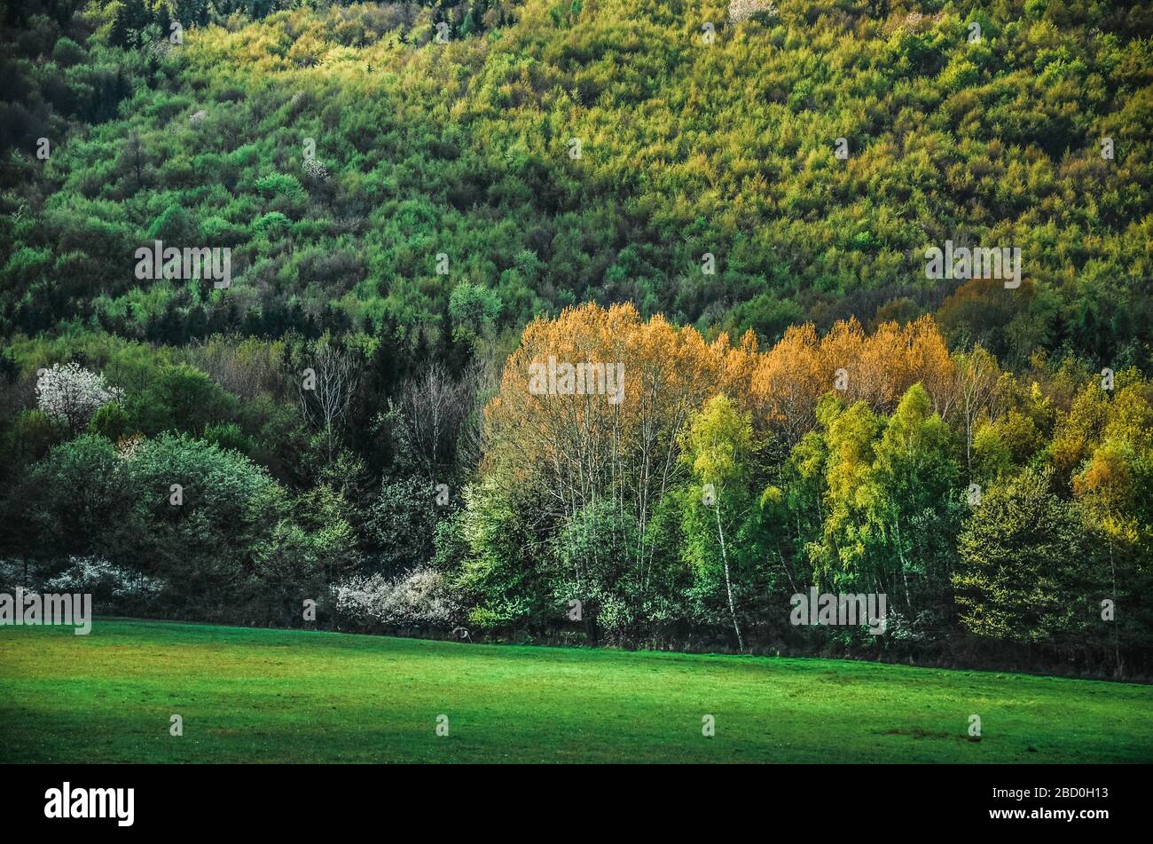 Spring forest with all color tones of green with special light - Photo ...