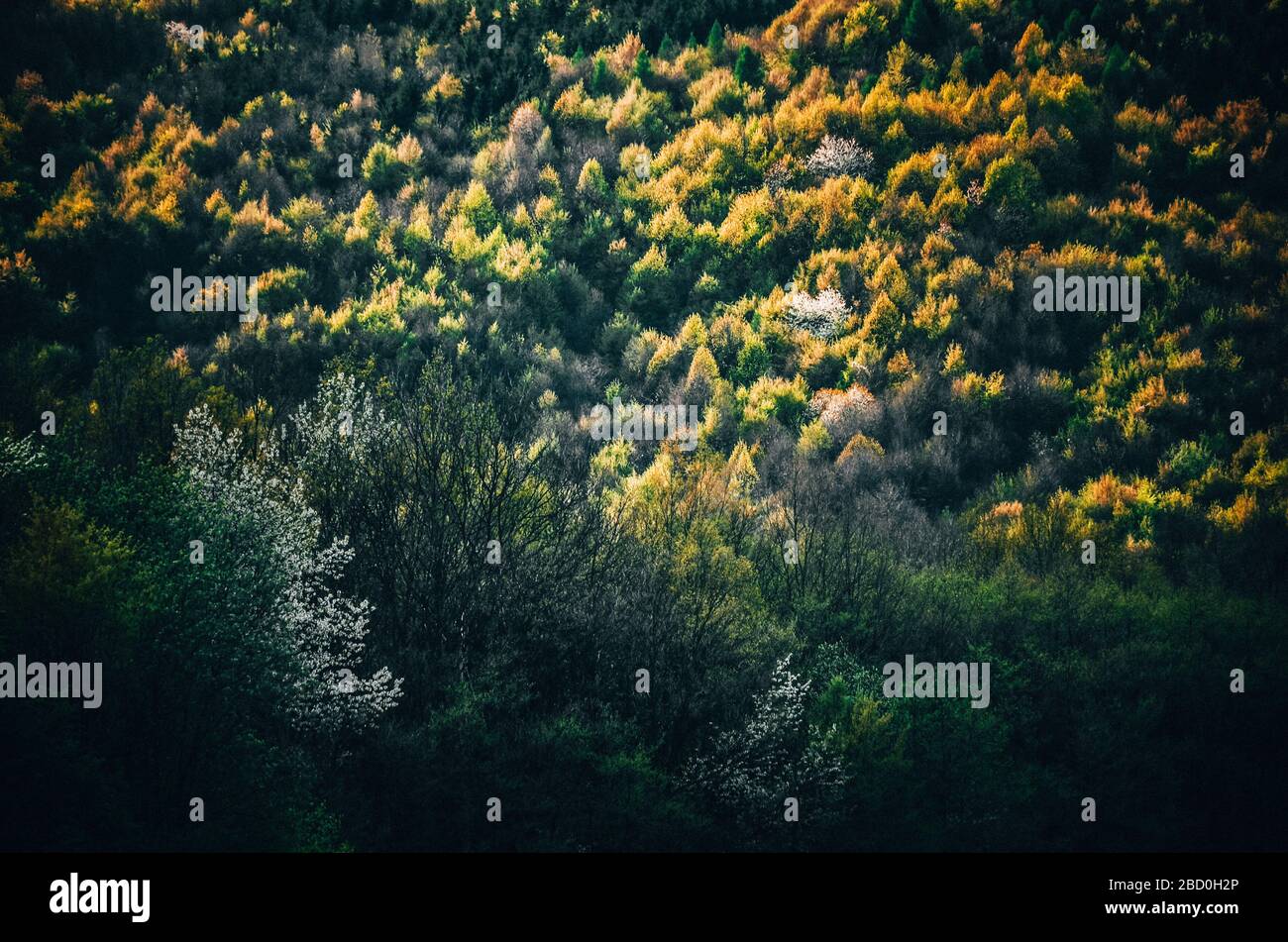 Spring forest with all color tones of green with special light - Photo ...