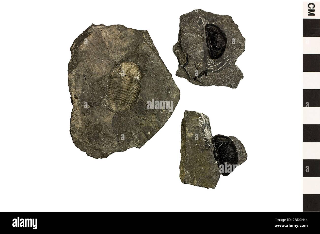 Phacops Rana High Resolution Stock Photography and Images - Alamy