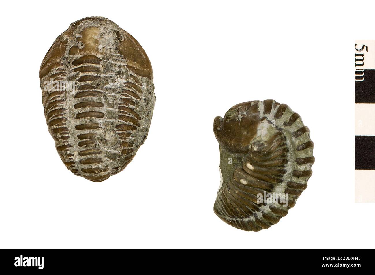 Fossil specimen trilobite species hi-res stock photography and images ...