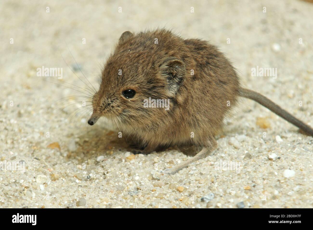 Baby Elephant Shrew