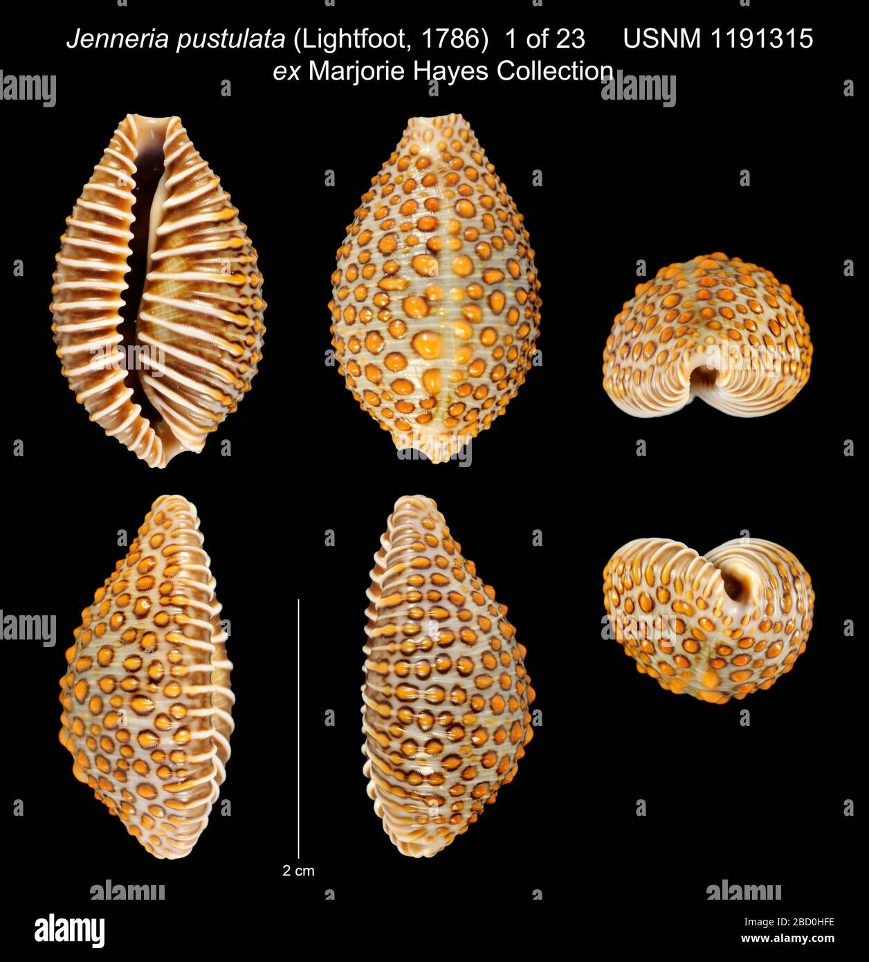 Jenneria pustulata. Date Coll: Feb 1981; No. Spec. 23; Jan-Feb 198111 ...