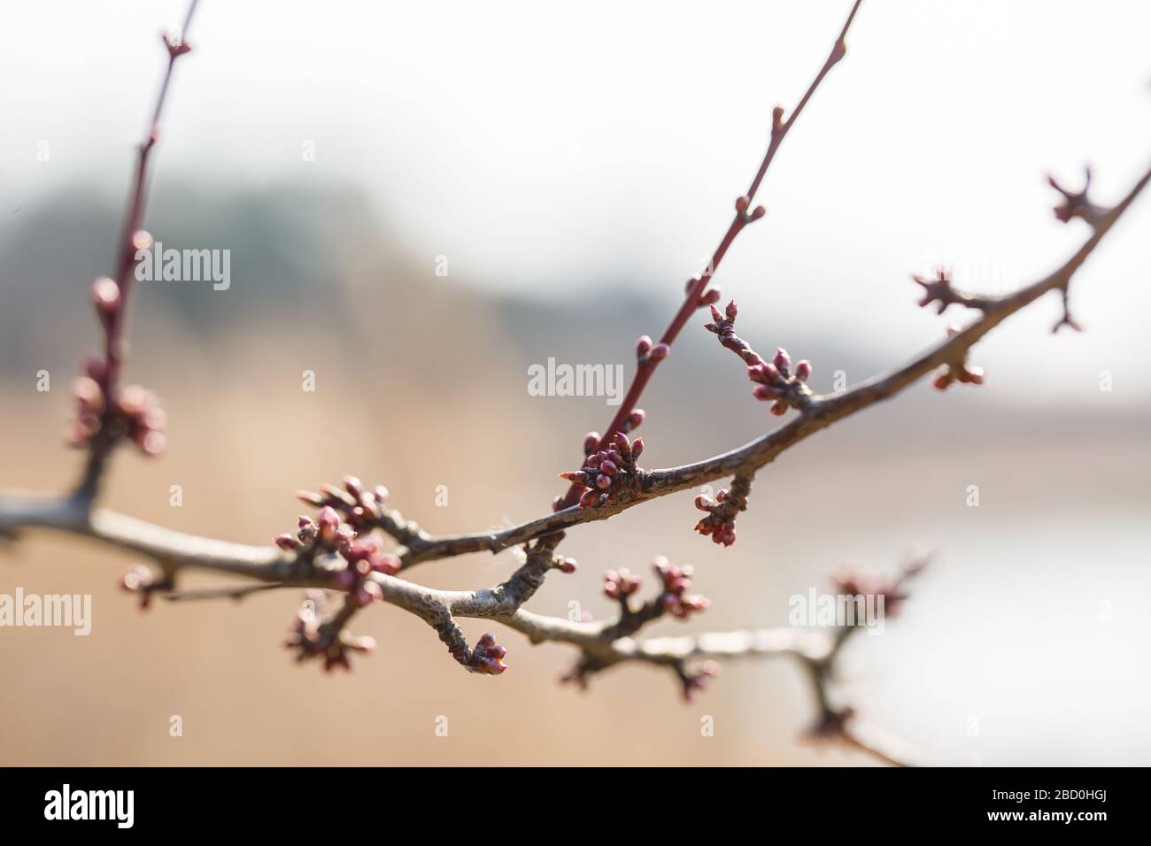 Flowering young tree. The beginning of spring Stock Photo - Alamy