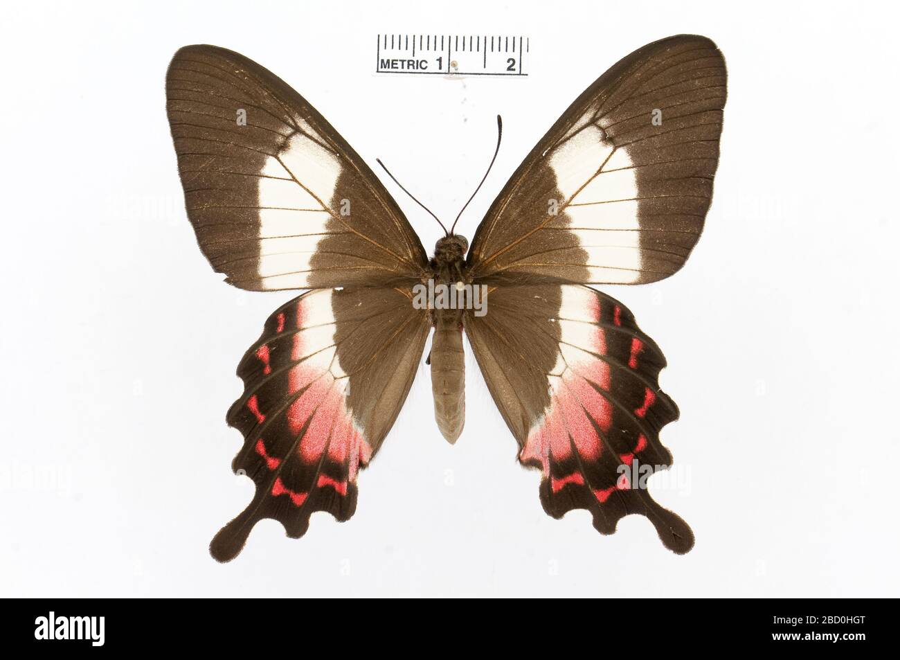 Parides ascanius hi-res stock photography and images - Alamy