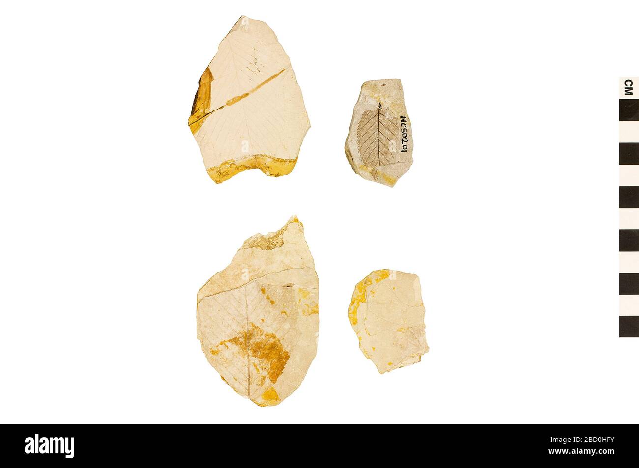 Birch leaf fossil hi-res stock photography and images - Alamy