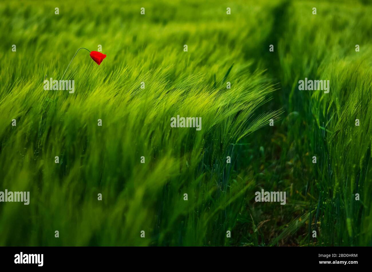 Alone red poppy surrounding by green spring field Stock Photo - Alamy