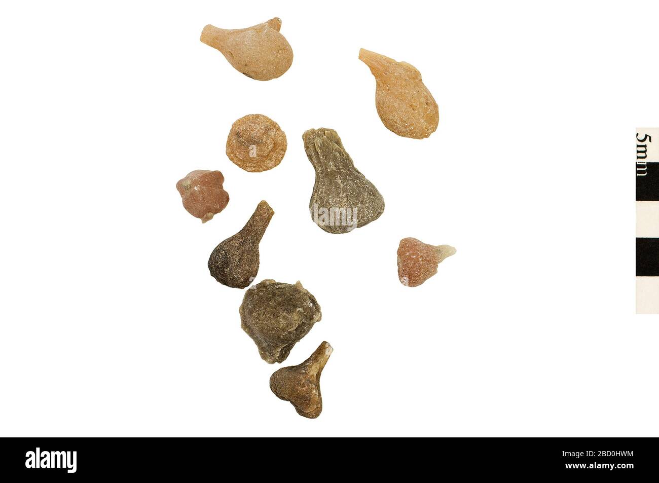 Mesozoic plant fossil hi-res stock photography and images - Alamy
