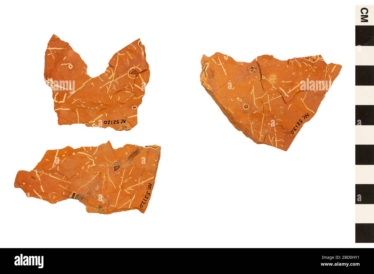 Fossil plant hi-res stock photography and images - Alamy