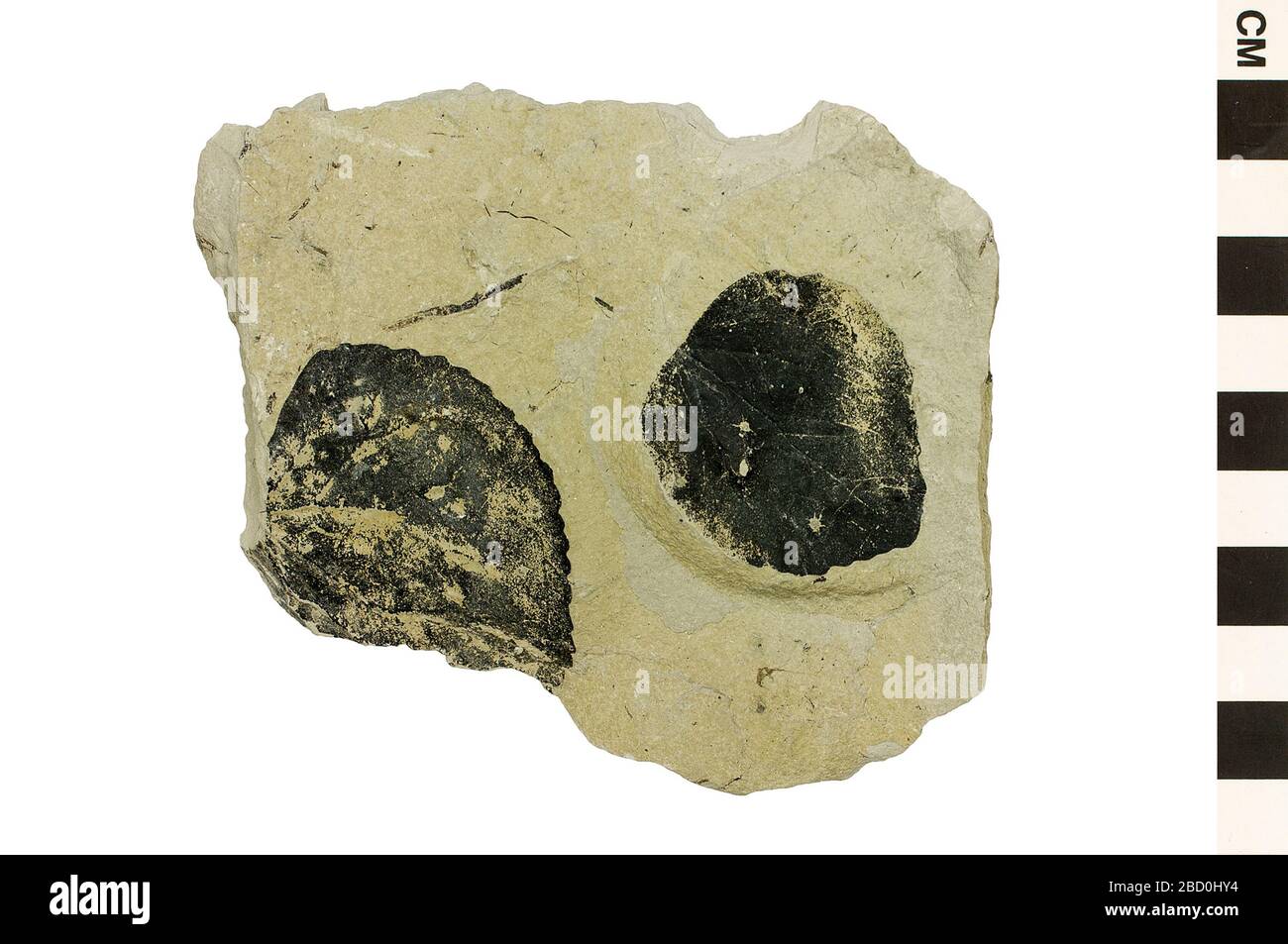 Katsura Tree. This object is part of the Education and Outreach ...