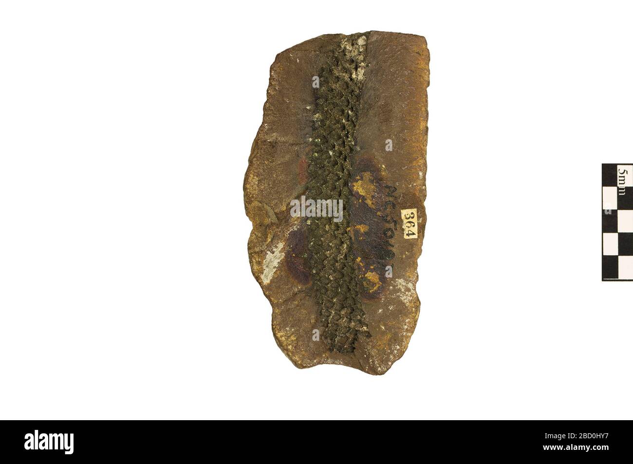 Fossil Plant. EO 050187 Giant Club Moss Halonia pulchella 001.jpg Stock ...