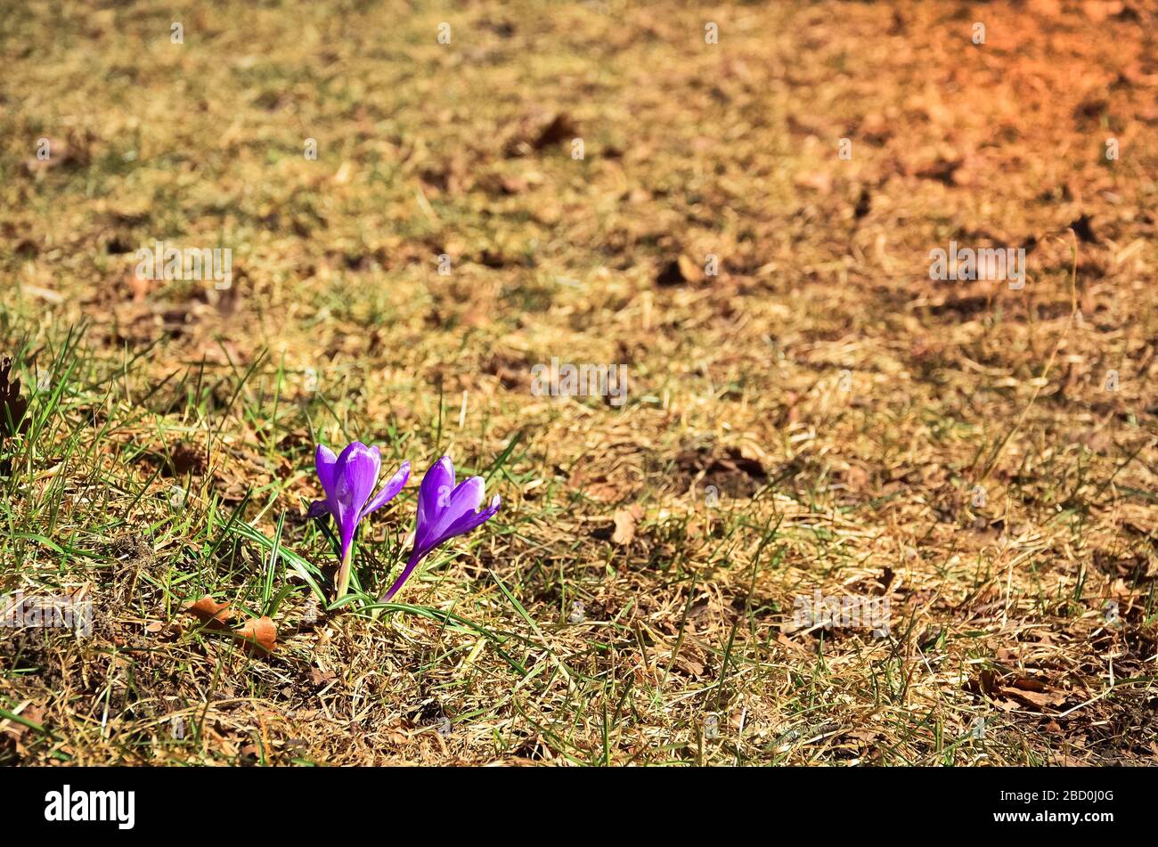 crocus flower lila violet blossom spring. Original spring background ...