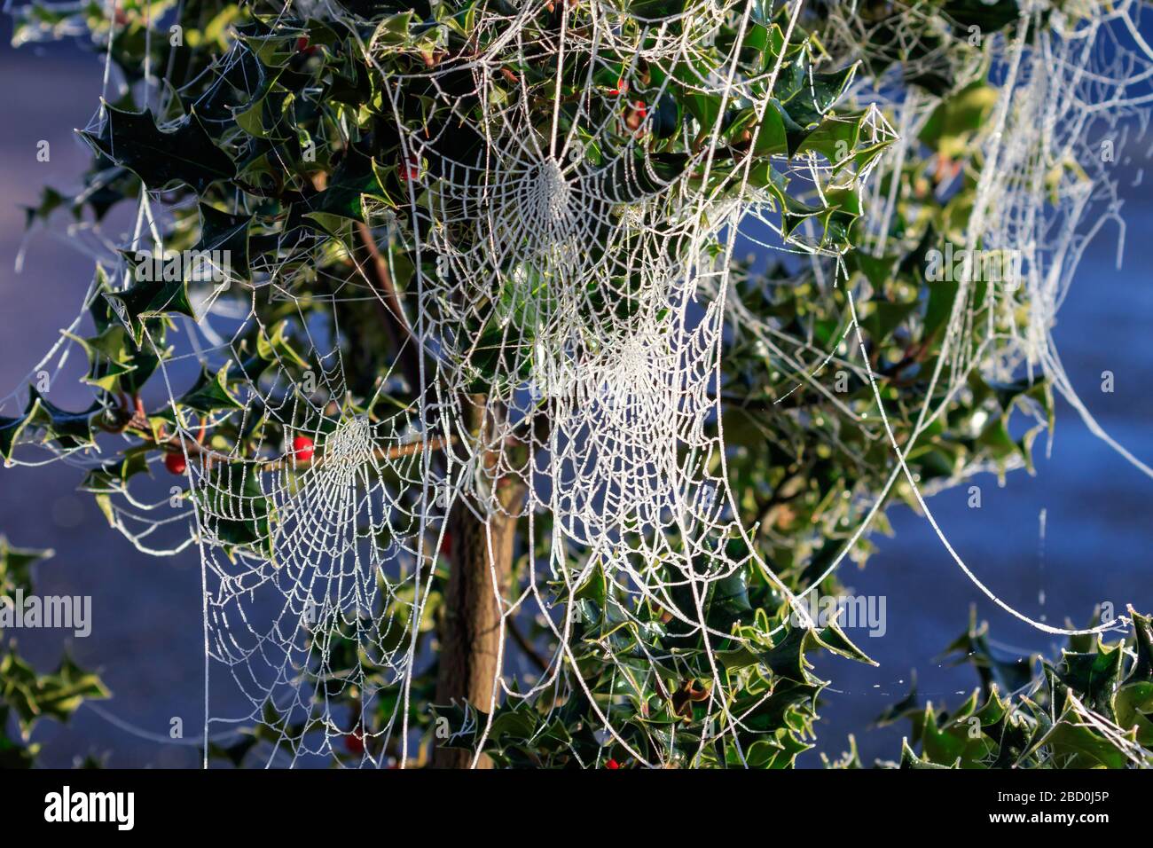 Close up on frost covered Spiders webs attached to fir tree branches ...