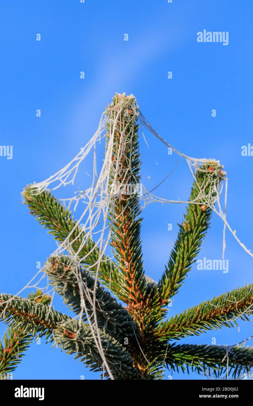 Close up on frost covered Spiders webs attached to fir tree branches ...