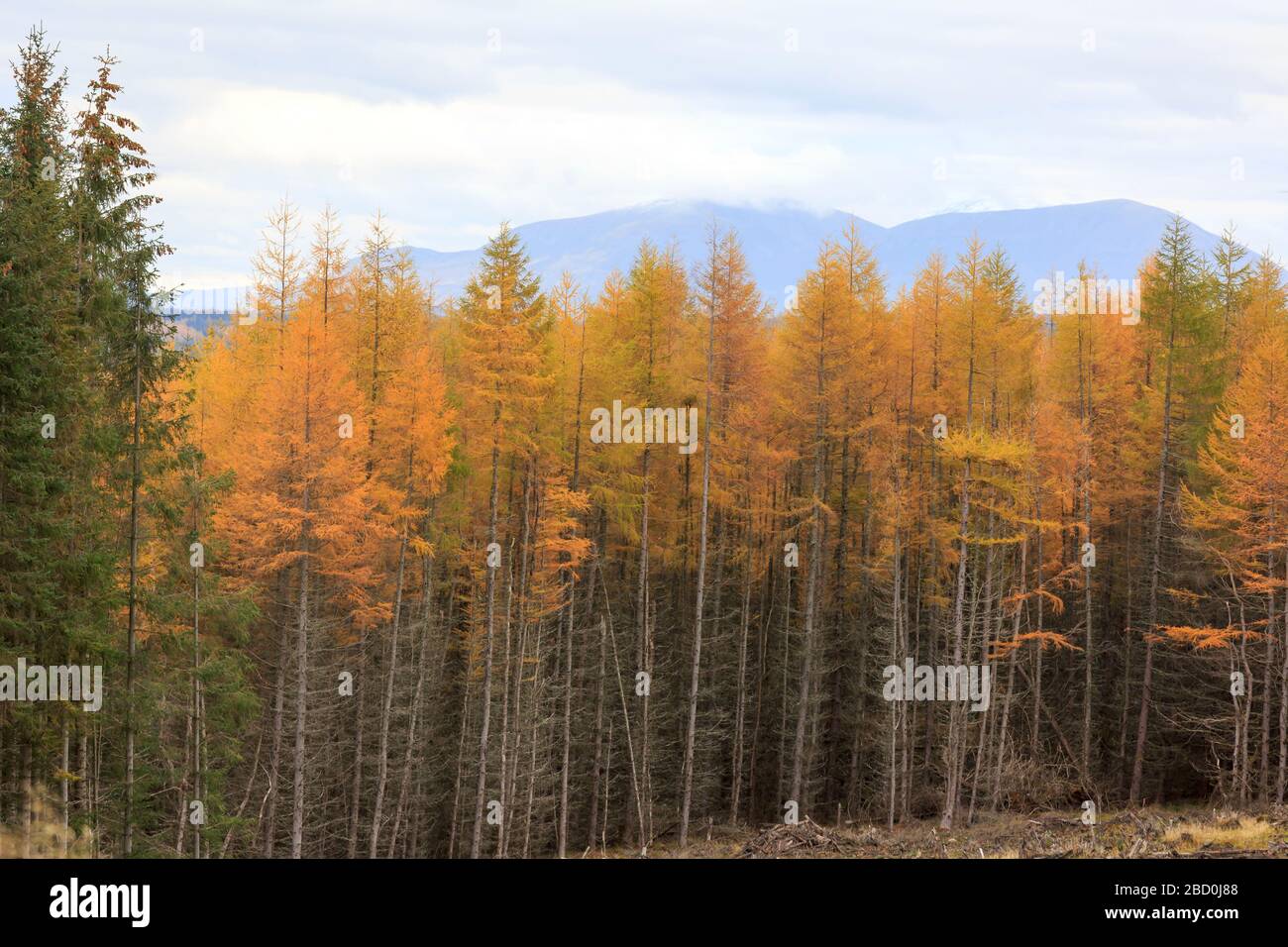 Evergreen woodland scene hi-res stock photography and images - Alamy