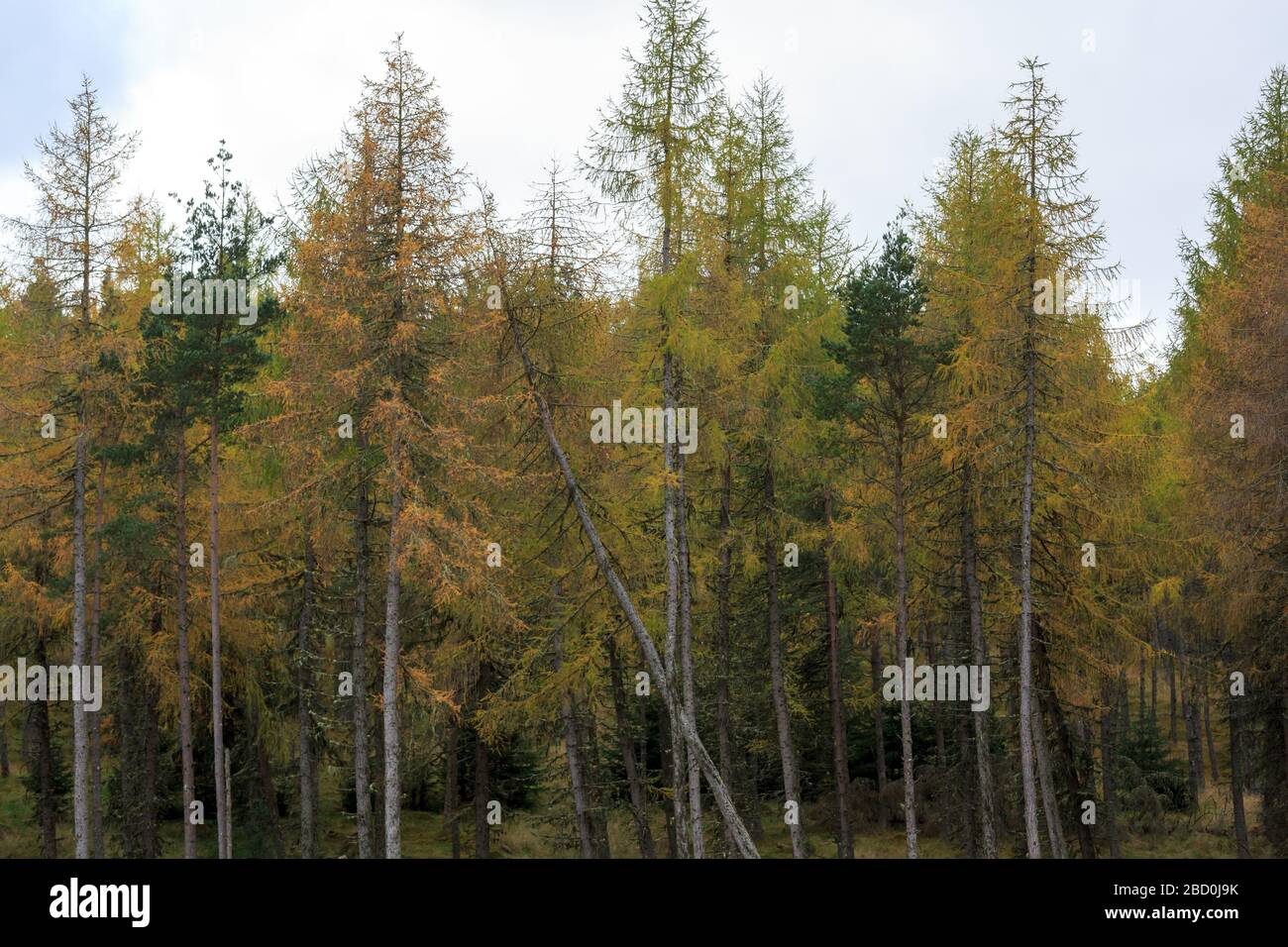woodland fir trees in Autumn colour Stock Photo - Alamy